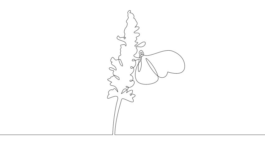 Self Drawing Simple Animation Of Stock Footage Video 100 Royalty Free
