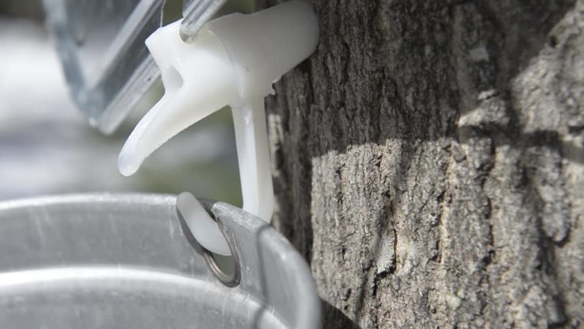 Maple Syrup Tapping Tree And Sap Dripping Videos de metraje en stock ...