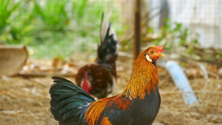 Chicken Resting in a Farm Stock Footage Video (100% Royalty-free ...
