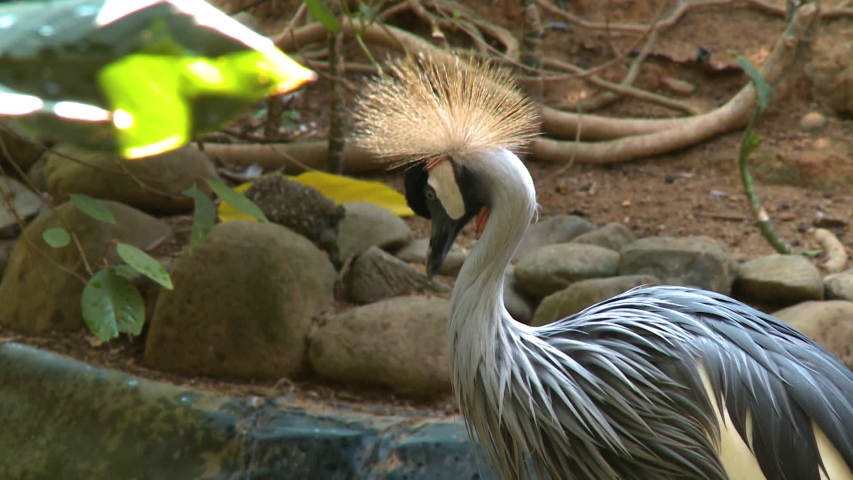 Close up of a Crane Bird image - Free stock photo - Public Domain photo ...