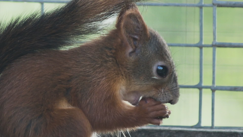 Red Squirrel eating nut image - Free stock photo - Public Domain photo ...