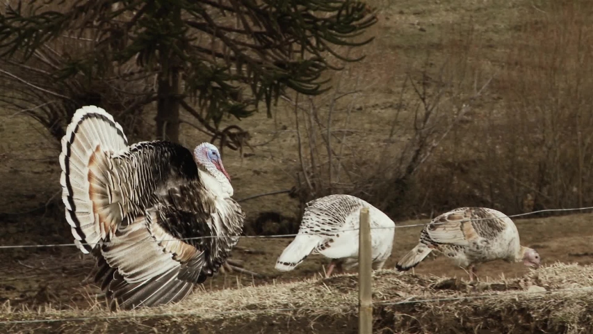 Wild Turkey walking image - Free stock photo - Public Domain photo ...