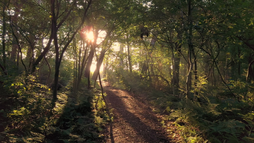 Forest Path with light shining through image - Free stock photo ...