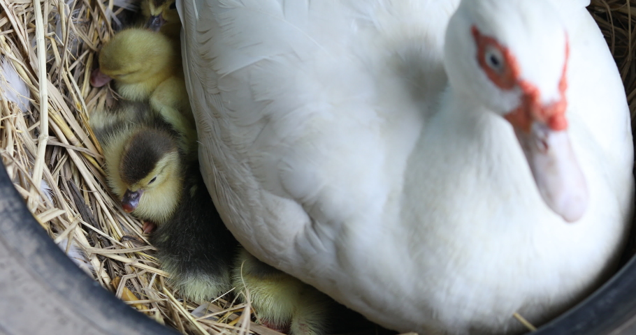 Baby ducklings in a nest image - Free stock photo - Public Domain photo ...