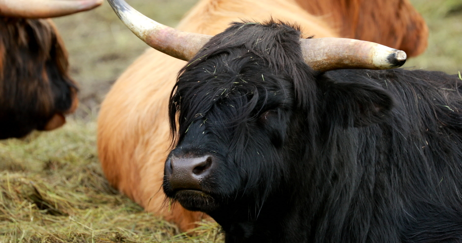 Shaggy Cattle livestock image - Free stock photo - Public Domain photo ...