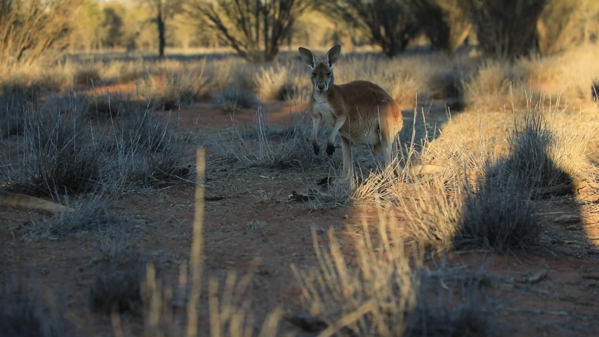 Red Kangaroo Side image - Free stock photo - Public Domain photo - CC0 ...
