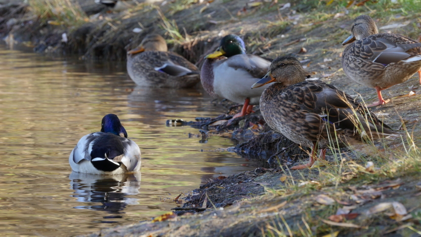 Mallard duck standing on shore image - Free stock photo - Public Domain ...