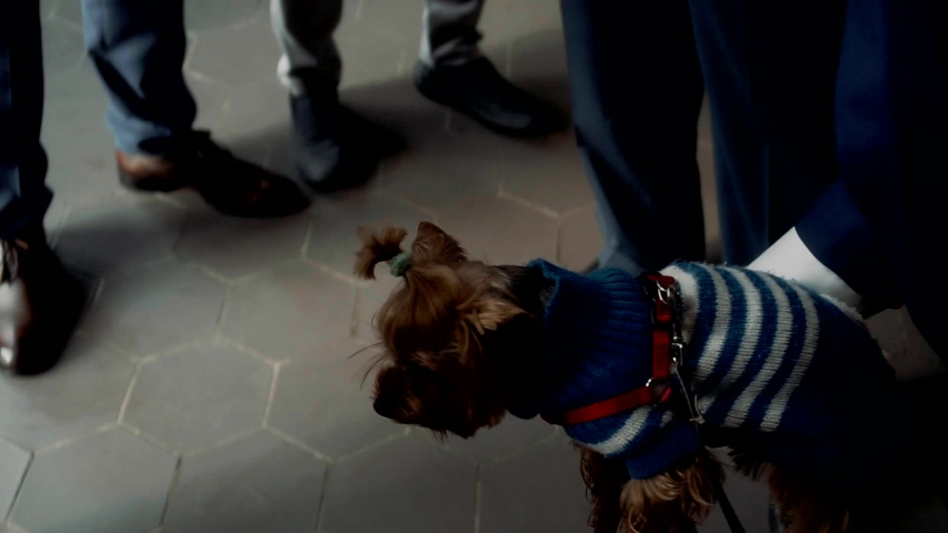 Yorkshire Terrier Doggy Pet image - Free stock photo - Public Domain ...
