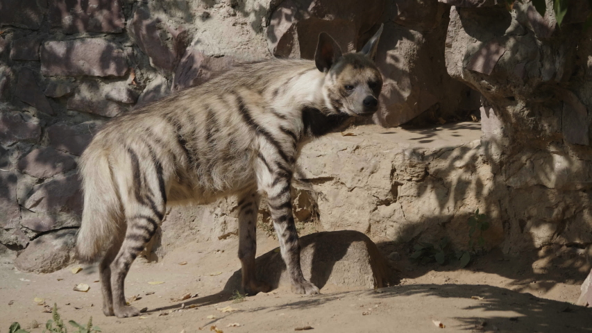 Spotted Hyena image - Free stock photo - Public Domain photo - CC0 Images