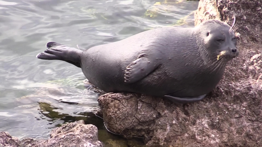 Baikal Seal, endemic to lake Baikal image - Free stock photo - Public ...