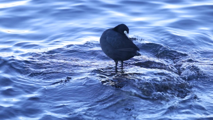 American Coot - Fulica americana image - Free stock photo - Public ...
