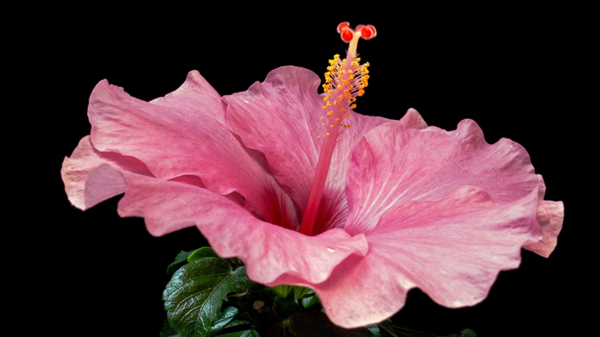 Hibiscus image - Free stock photo - Public Domain photo - CC0 Images