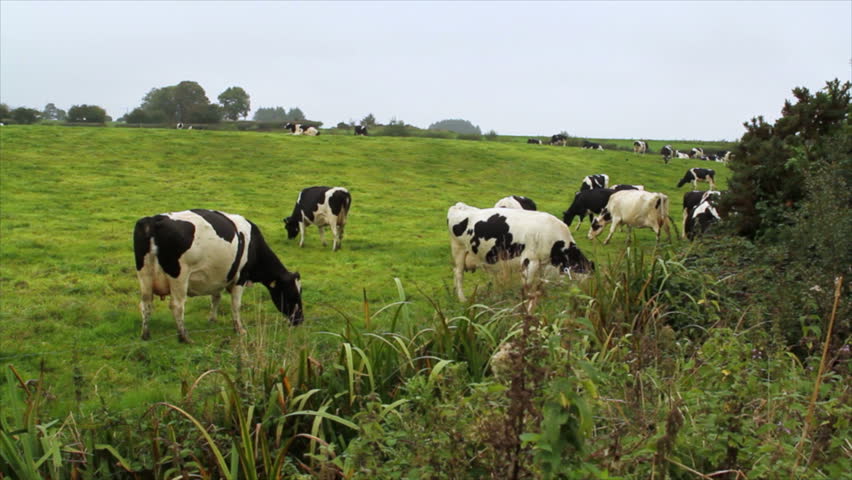 Dutch Cow Grazing In The Landscape Of The Netherlands. Stock Footage ...