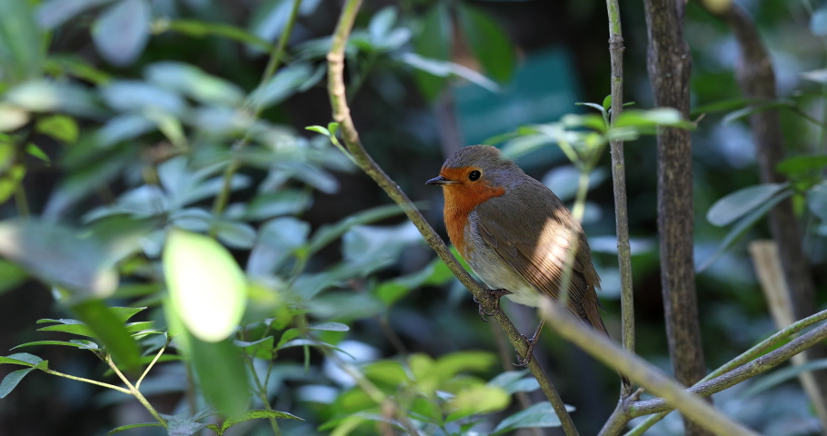 European Robin on a branch image - Free stock photo - Public Domain ...