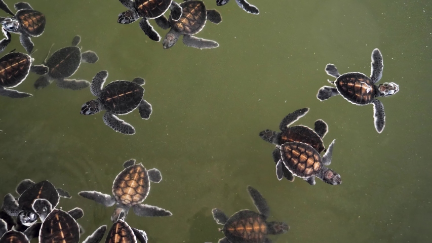 Small green turtle on rock image - Free stock photo - Public Domain ...