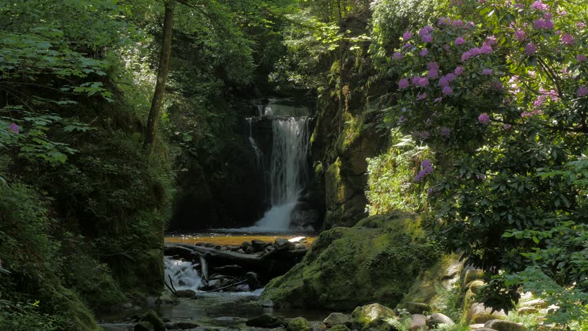 Beautiful Nature Forest Trees Scenery. Peaceful Life Balancing ...