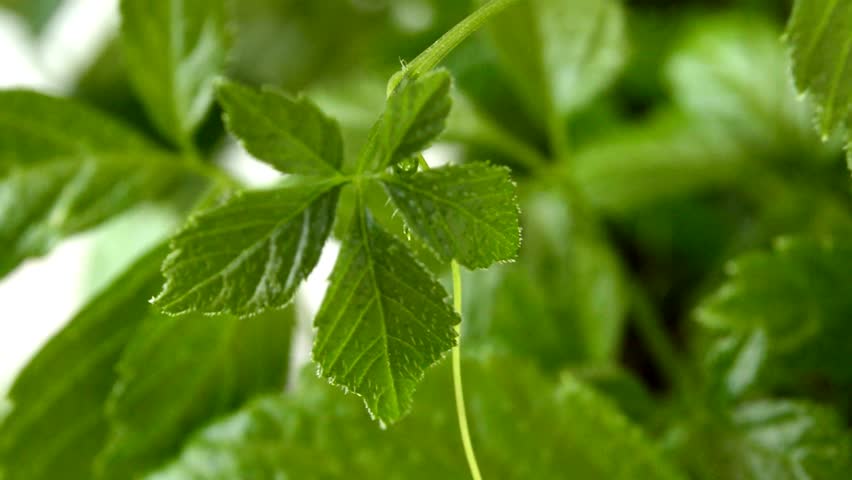 Jiaogulan, Gynostemma Pentaphyllum, Medicinal Herb Stock Footage Video ...