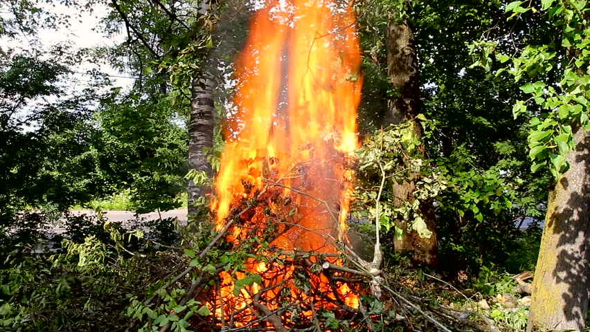 Forest Ground Fire Under Pine Tree. This Wood Fire Footage Appropriate ...