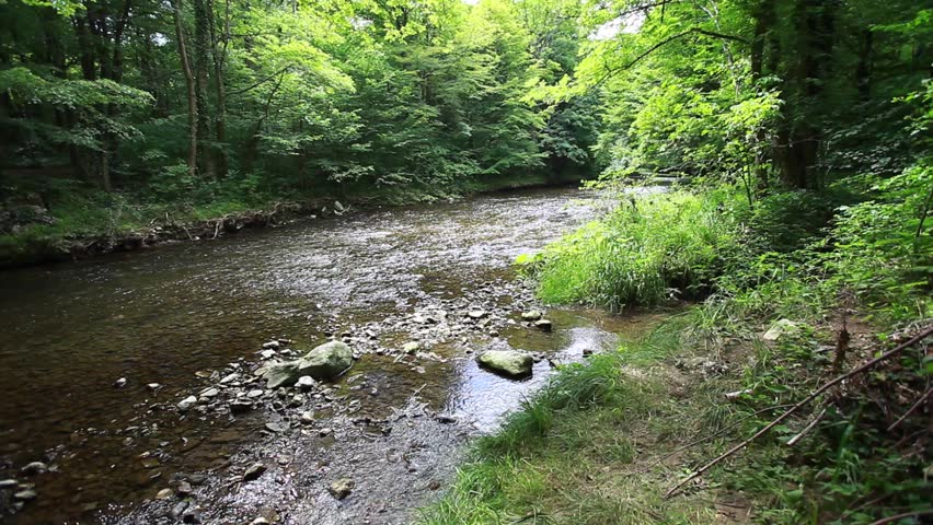 Stock video of stream in green forest,clean water and | 10586180 ...