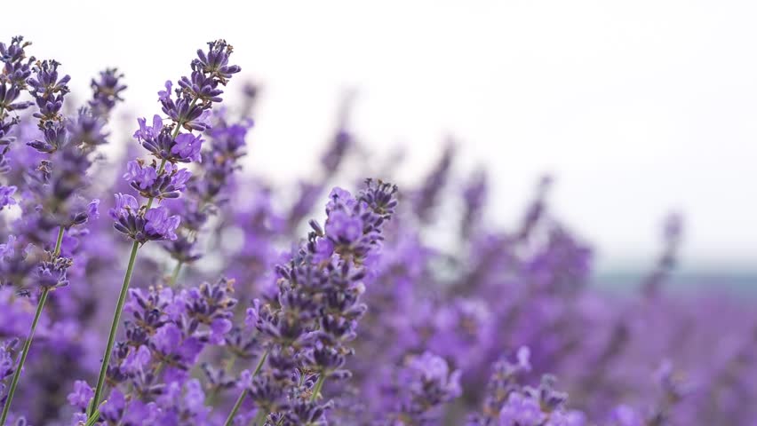 Closeup Of Lavender Plants In A Field At Sunset Stock Footage Video ...
