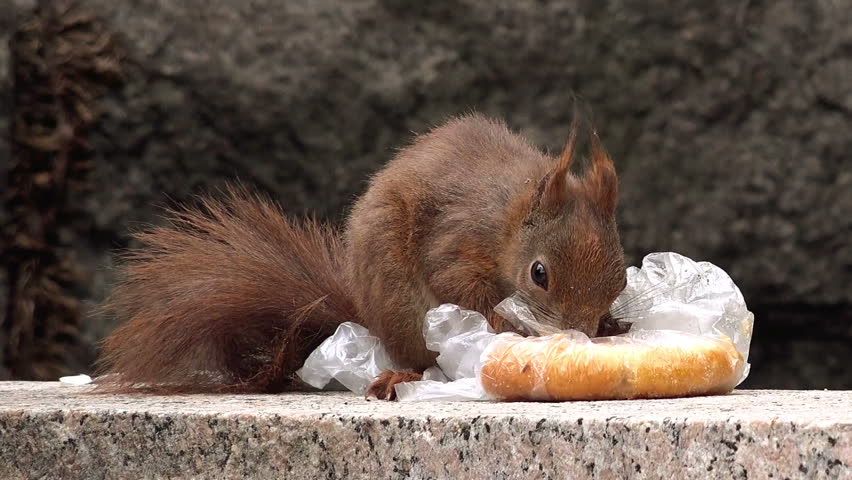 Red Squirrel Feeding With Fast Food Leftovers, Wild Animal Behavior In ...