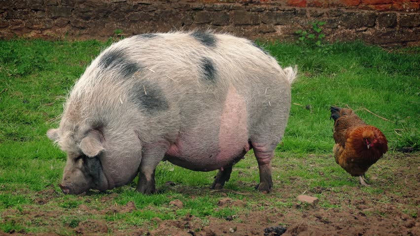 Pig and Chicken On the Stock Footage Video (100% Royalty-free) 10759970 ...