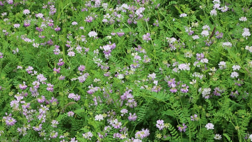 Wild Crown Vetch (coronilla Varia) Stock Footage Video (100% Royalty ...