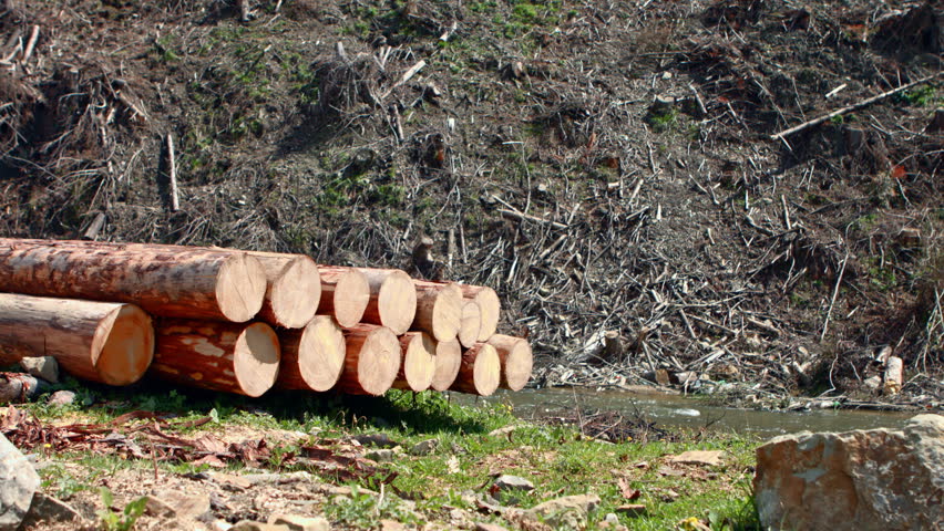 Cut Spruce Fir Tree Logs Stock Footage Video (100% Royalty-free ...