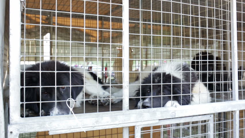 Stock Video Clip of Homeless and ownerless sad dogs are kept | Shutterstock