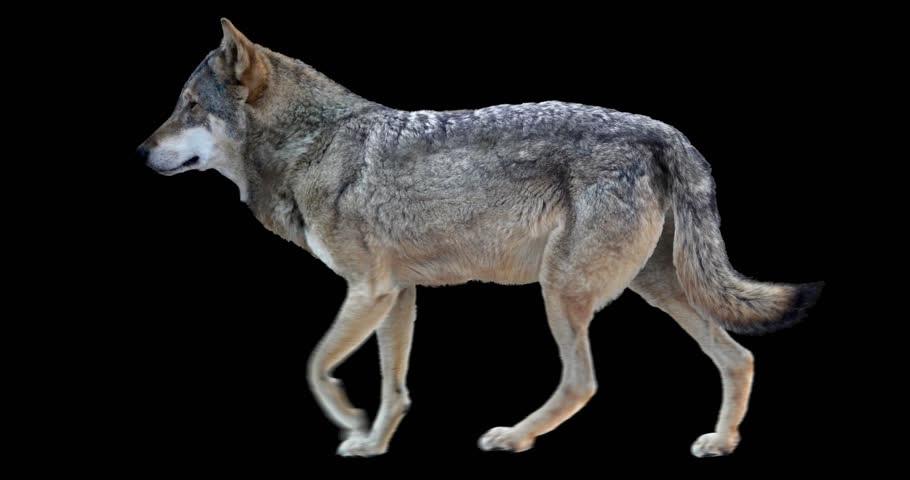Stock video of wolf walks. animation isolated and cyclical. | 11043800 ...