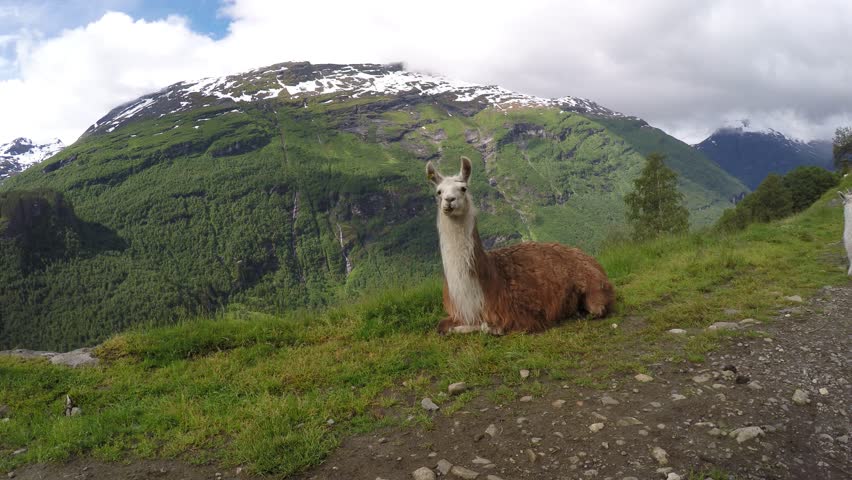 A Family Of Llama With Mountains, Clouds, Snow And Waterfalls In ...