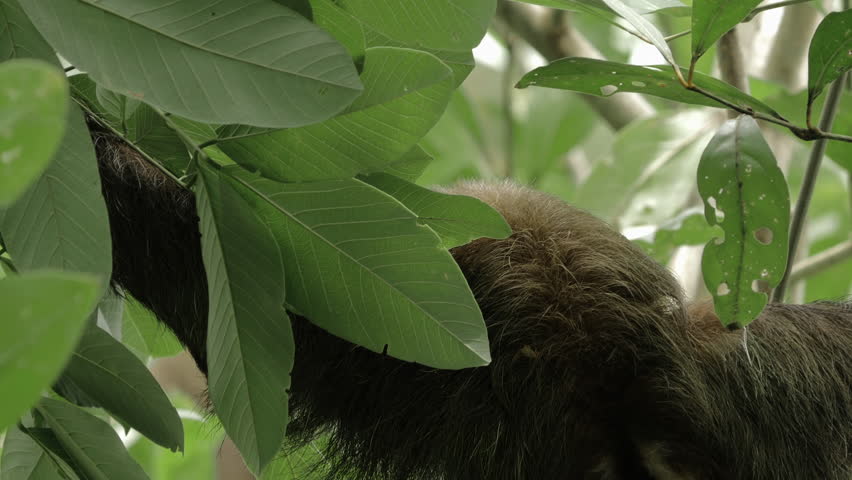 Stock video of closeup of a male three-toed sloth | 11093450 | Shutterstock