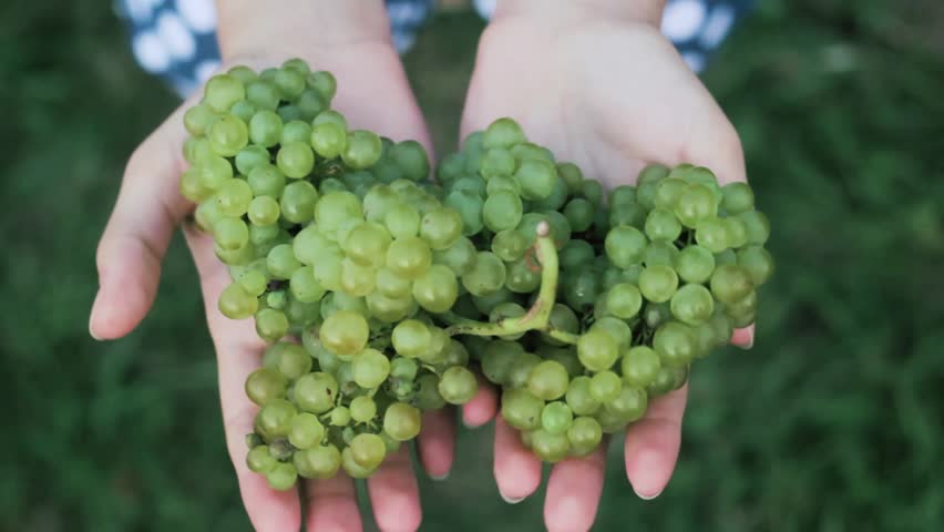 Green Grapes looking delicious image - Free stock photo - Public Domain ...