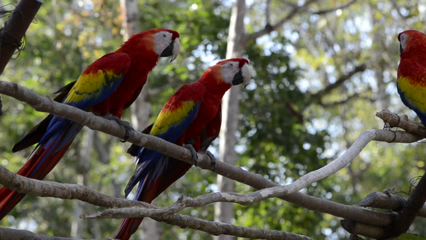 The Blue-and-yellow Macaw (Ara Ararauna), Also Known As The Blue-and ...