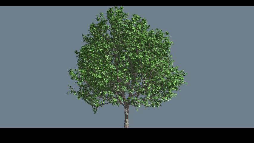 Growing Tree On White Background, Isolated Object. Convenient For ...