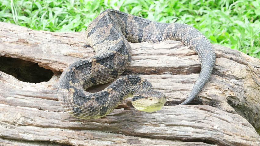 Jumping Viper image - Free stock photo - Public Domain photo - CC0 Images