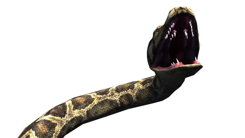 Stock Video Clip of Snake & jungle carpet python open mouth | Shutterstock