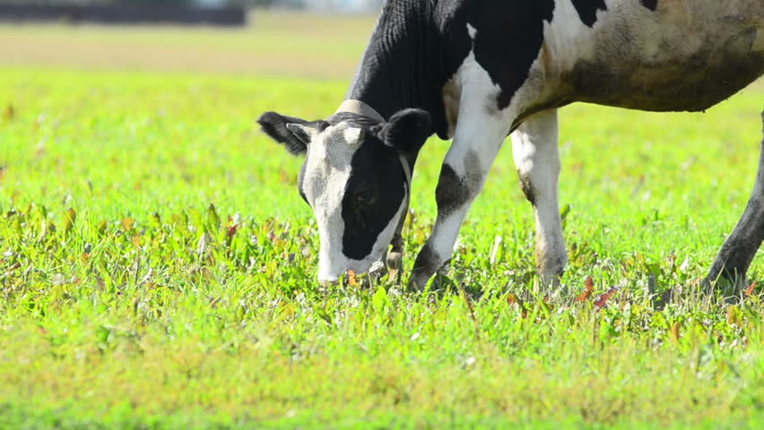 Clay Animation Cow Eating Grass Stock Footage Video 1339687 | Shutterstock