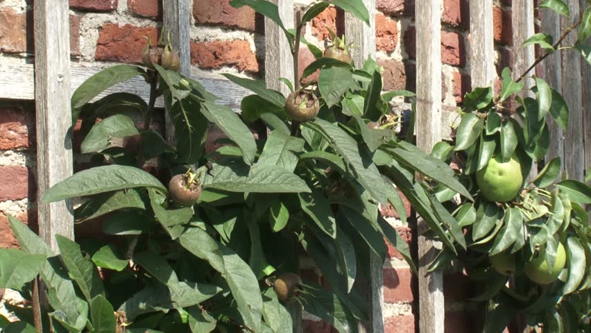 Medlar and Pear Fruit Tree Stock Footage Video (100% Royalty-free ...