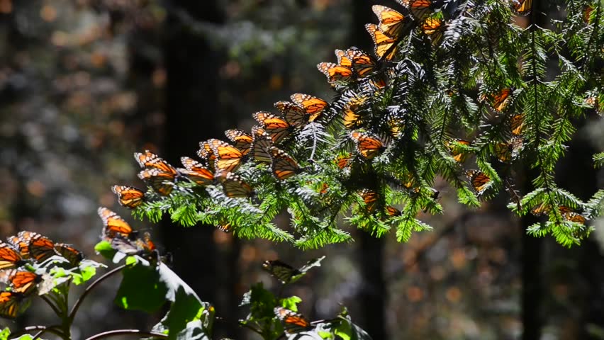Monarch Butterfly Migrate Winter Mexico Stock Footage Video (100% ...