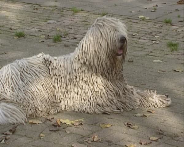 Komondor Adult Runs In Courtyard - Tracking Shot. The Komondor Is A ...