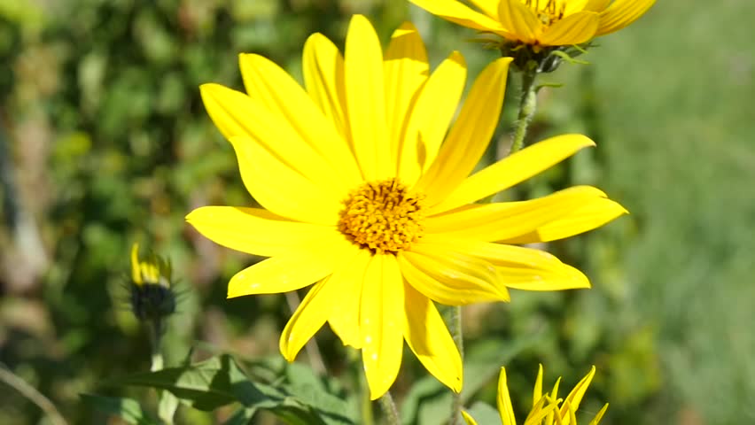 Jerusalem Artichoke Yellow Flower Growing In The Field. Pollination Of ...