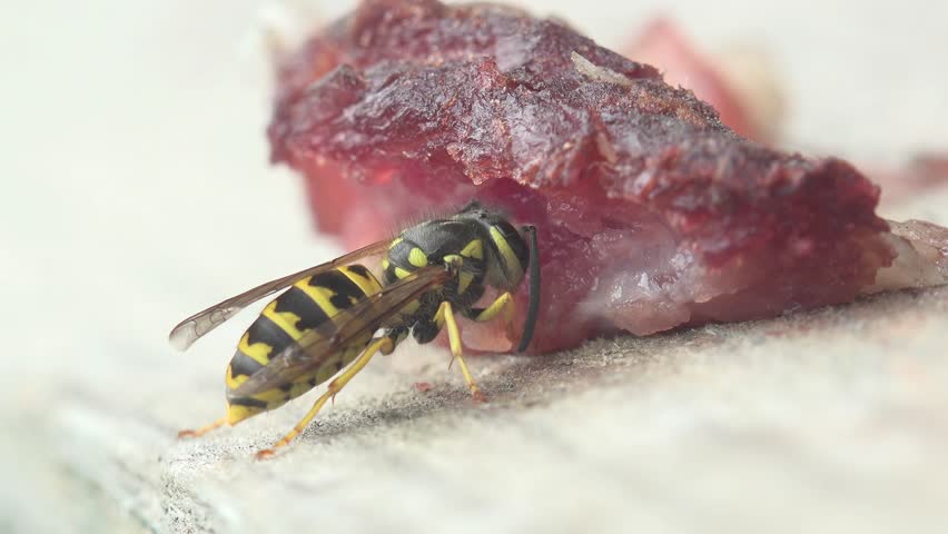 Wasps Etaing From Meat Ham On Table 库存影片视频 11907752 | Shutterstock