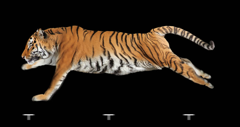 Tiger Running Trot. Animal Isolated For Your Background. Alpha Channel ...