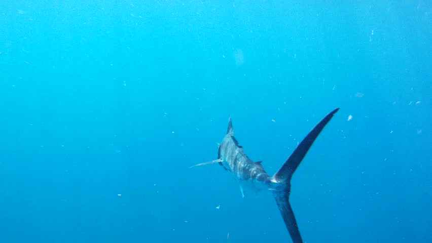 Swordfish Stock Footage Video | Shutterstock
