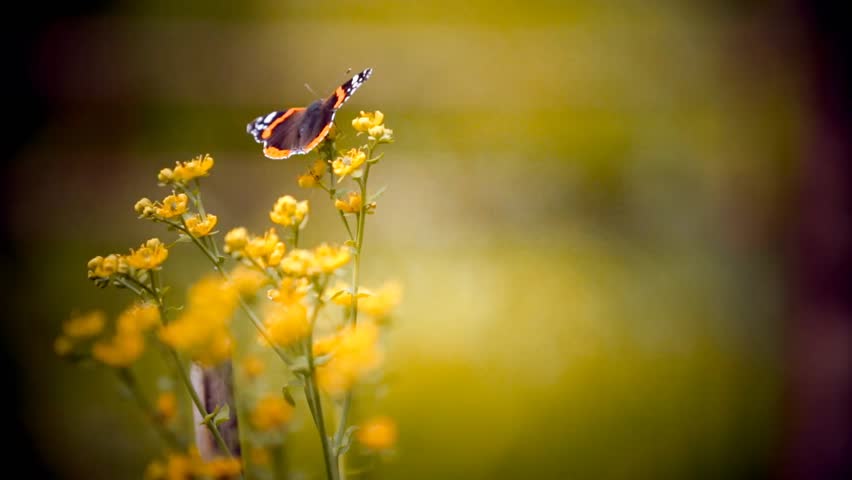 Stock video of cinemagraph loop - butterfly with open | 12531380 ...