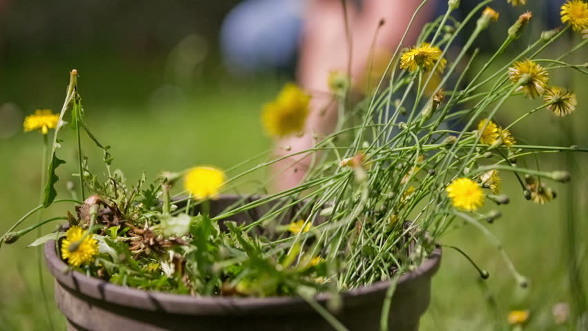 Stock video of bucket of unwanted weed flowers close | 12583010 ...
