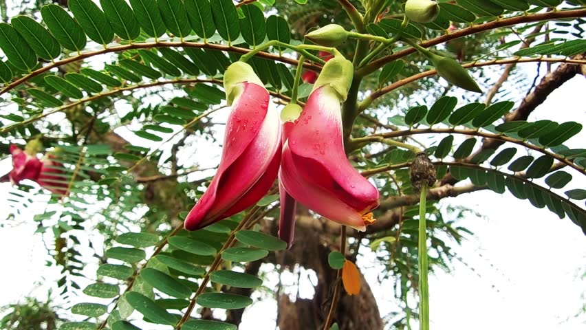 Sesbania Grandiflora Flower | Best Flower Site