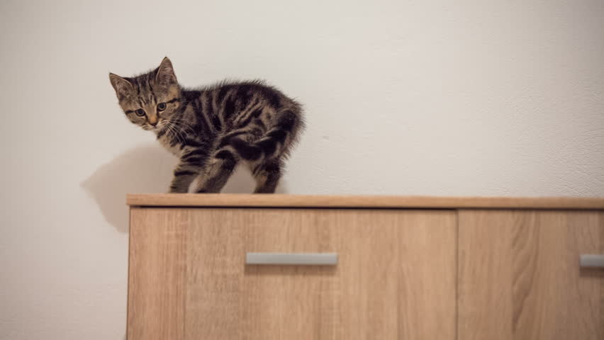 Kitten Climbing Down The Ladder Almost Falling. Baby Cat Walking On ...