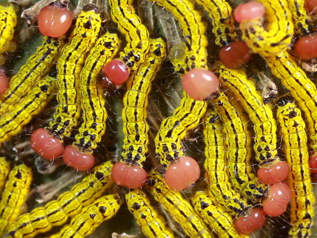 Cluster Of Recently Hatched Moth Larvae On A Leaf In Rainforest ...